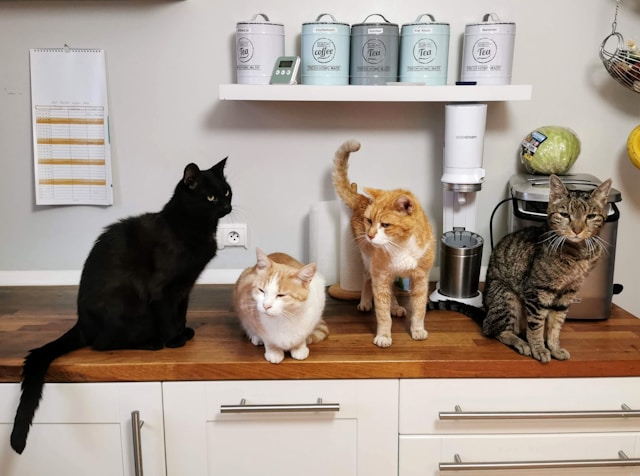 Cat Cafes in Toronto | CatCafeClub.com